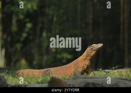 a Komodo dragon crawling in the bushes in the morning Stock Photo - Alamy