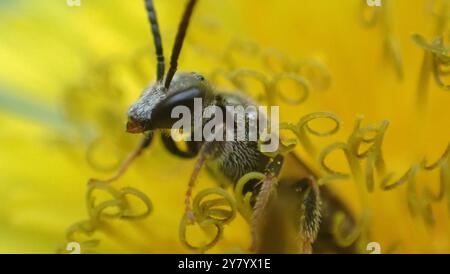 A collection of sweat bees, and a fly I didn't realize I selected until ...