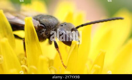 A collection of sweat bees, and a fly I didn't realize I selected until ...