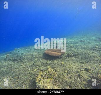 Coral reef destroyed by fishing with dynamite, Indonesia, South East ...