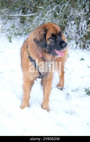 Dog Leonberger adult standing in a meadow Stock Photo - Alamy