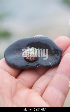 Steromphala umbilicalis, or the flat top shell. Display over roundish ...