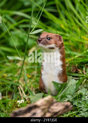 Weasel Looking Out in Grass Bank Stock Photo - Alamy