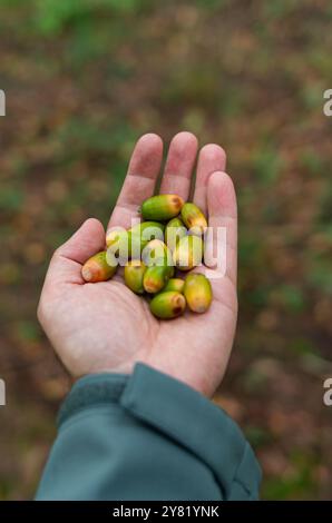 A shallow focus shot of a palm plant leaf Stock Photo - Alamy