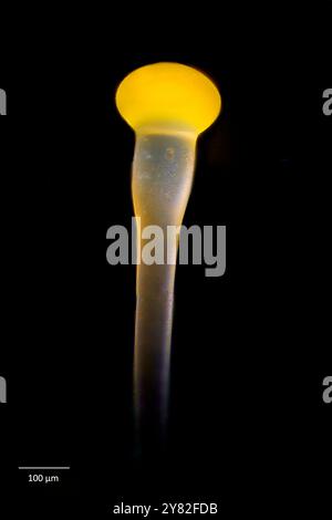 Pilobolus crystallinus, known as the Dung Cannon or Hat Thrower ...