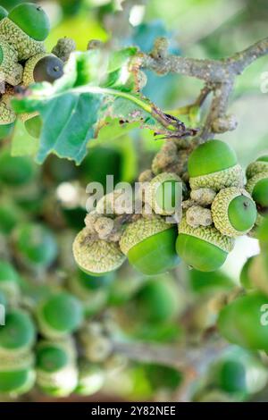 Lithocarpus fruit. Trees rarely to 20 m tall. Lithocarpus is a genus in ...
