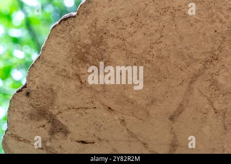 Underside of a bracket fungus or polypore showing the pores, UK ...