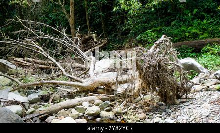Trees fall in the river due to flash floods in the middle of the forest ...
