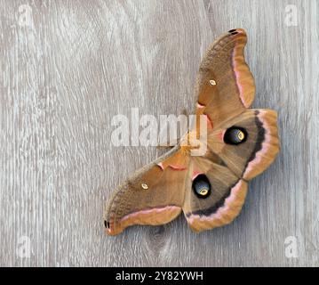 Macro of a male polyphemus moth (antheraea polyphemus) - wings open ...