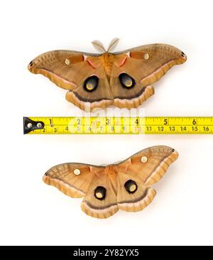 Macro of a male and female polyphemus moth (antheraea polyphemus ...