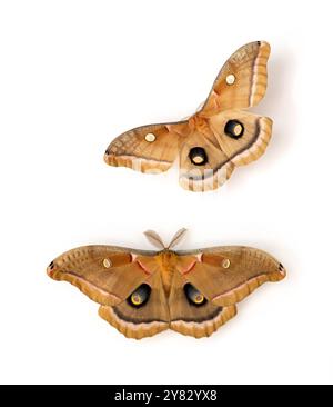 Macro of a polyphemus giant silk moth (Antheraea polyphemus) - top view ...