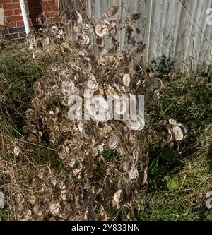 Honesty seed pods Stock Photo - Alamy
