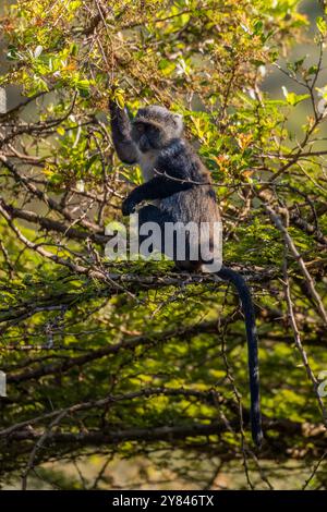 Kolb's Monkey, Cercopithecus mitis kolbi, Cercopithaecidae, Karura ...