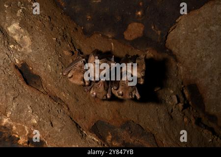 Angolan Collared Fruit Bat, Lissonycteris angolensis, Pteropodidae ...