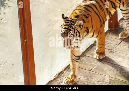 A tiger is walking on a brick floor. The tiger is looking at the camera ...