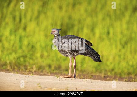 Collared Weirbird (Chauna torquata) Pantanal Brazil Stock Photo - Alamy