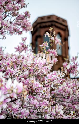 Cherry and magnolia trees burst into bloom in a park in northeastern ...