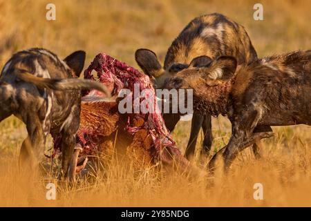 Rare species of black and brown impala calves Stock Photo - Alamy