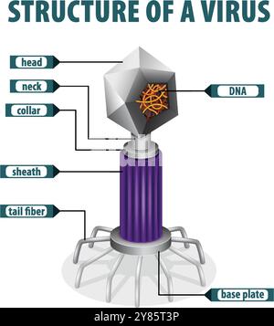 Detailed diagram of a virus structure Stock Vector Image & Art - Alamy