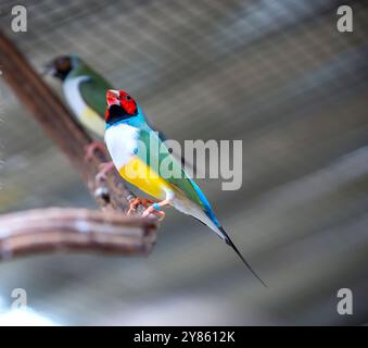 Beautiful multi colored Gouldian finch bird in ecological garden from ...