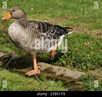 One migratory wild goose standing on green grass on the shore of a ...