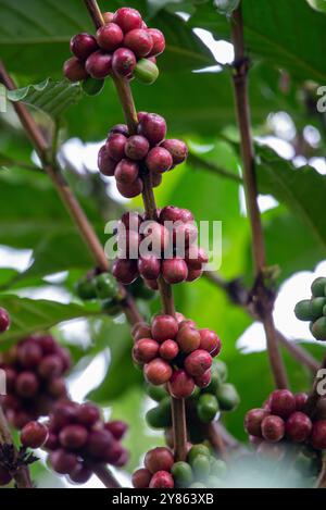 Coffee plant, Uganda Stock Photo - Alamy