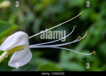 Turkish turban flower (Clerodendrum indicum) - Uganda Stock Photo - Alamy