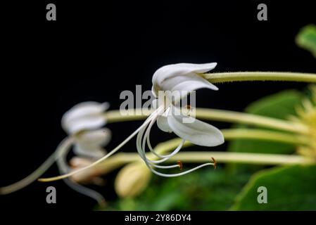 Turkish turban flower (Clerodendrum indicum) - Uganda Stock Photo - Alamy
