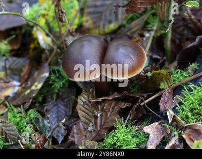 Butter Cap Fungus or Buttery Collibia, Rhodocollybia butyracea ...