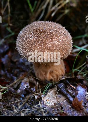 Spiny Puffball Lycoperdon echinatum mushroom on woodland floor at ...