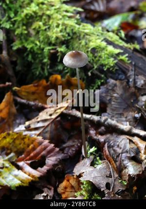 Snapping Bonnet, Mycena vitilis, Mycenaceae. Bricket Wood ...