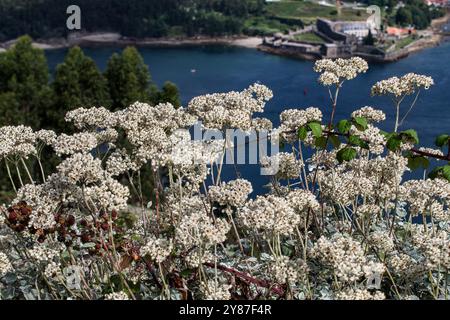 San Felipe Castle in Ferrol - Spain Stock Photo - Alamy