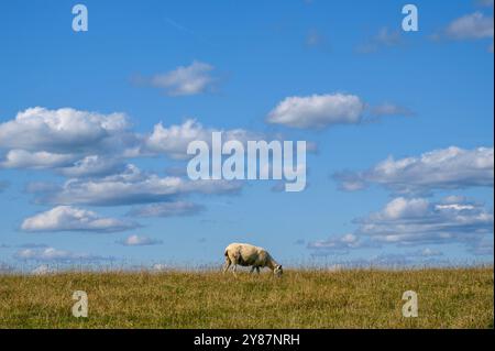A single sheared sheep grazing with big, blue sky with fluffy clouds in ...