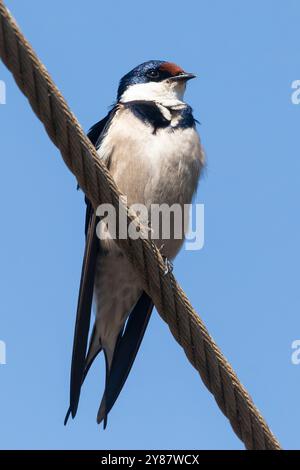 Hirundo albigularis ( White-throated Swallow) on a ledge in a bird hide ...