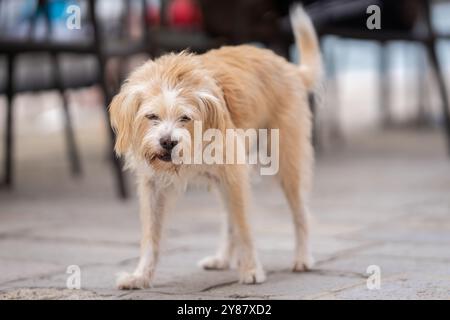 Dutch Smoushond (Hollandse Smoushond, Dutch Ratter) wandering the ...
