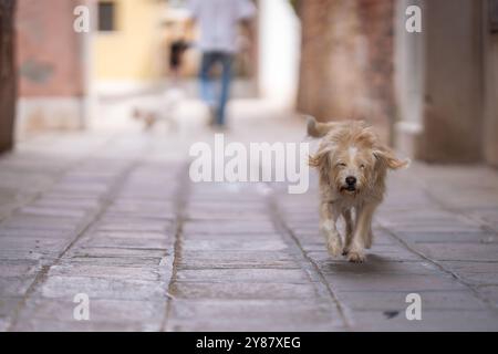 Dutch Smoushond (Hollandse Smoushond, Dutch Ratter) wandering the ...