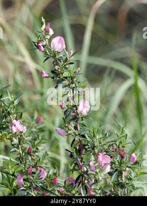 spiny restharrow, Dornige Hauhechel, Bugrane épineuse, Ononis spinosa ...