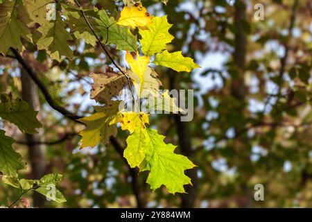gradient blurred beautiful green trees with overcast sky Stock Photo ...