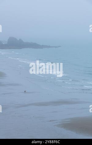 Misty Bunmahon Beach with Dog Running Along Shoreline – Serene Irish ...