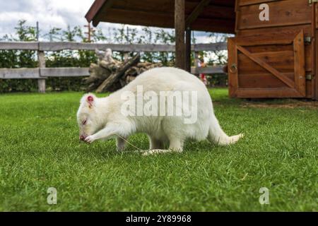 A snow white albino wallaby (kangaroo Stock Photo - Alamy