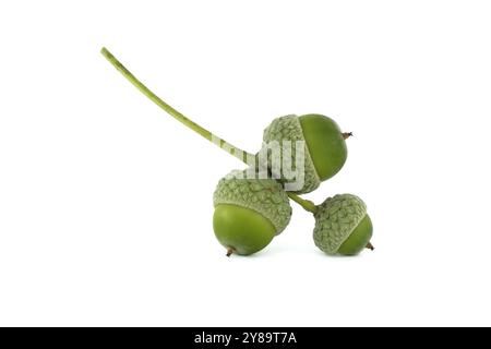 Green acorns displayed together on a white backdrop highlight natural ...