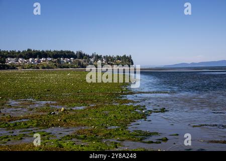 Birch Bay State Park in Washington State Stock Photo - Alamy
