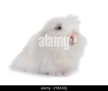 young Lionhead in front of white background Stock Photo - Alamy