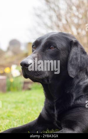 A close-up of a dog looking into the distance Stock Photo - Alamy