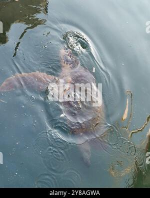 Chania, Greece. 01st Sep, 2024. A large sea turtle (loggerhead turtle ...