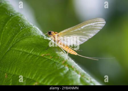 Yellow may dun Heptagenia sulphurea Stock Photo - Alamy