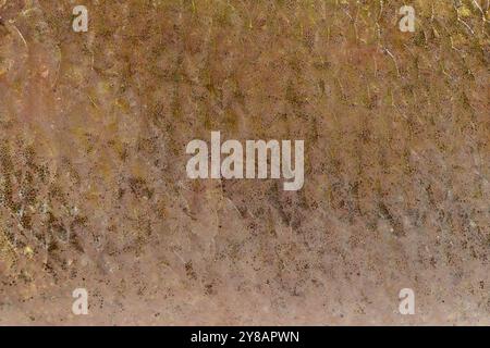 Close up view of freshwater perch and fishing rod with reel lying on ...