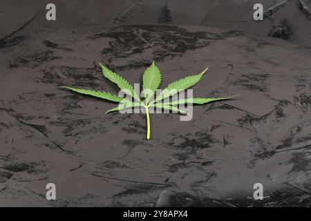Cannabis plant close up side view. Medicinal marijuana leaves Stock ...