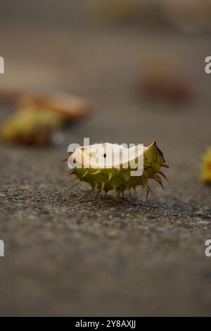 Parts of the broken prickly shell lying around. Chestnut shell on the ...