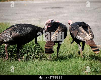 A turkey crossing the road in america Stock Photo - Alamy